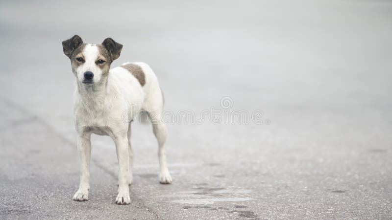 Friendly Small Stray Dog on the Street Stock Photo - Image of doggy ...