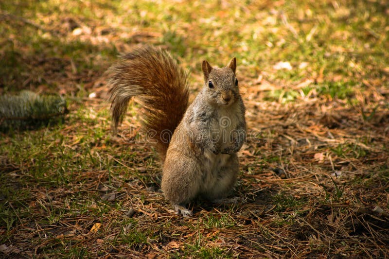 Friendly Squirrel stock image. Image of rural, area, curiosity - 2790029