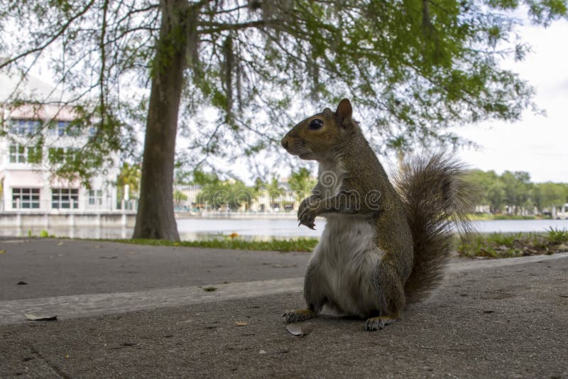 Friendly Squirrel in Celebration, Florida 2 Stock Photo - Image of path ...