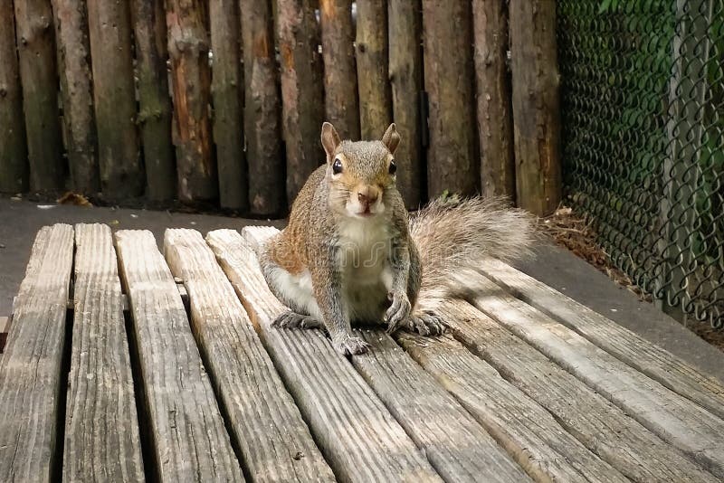 Friendly Squirrel Sitting on a Bench Stock Photo - Image of bench, food ...