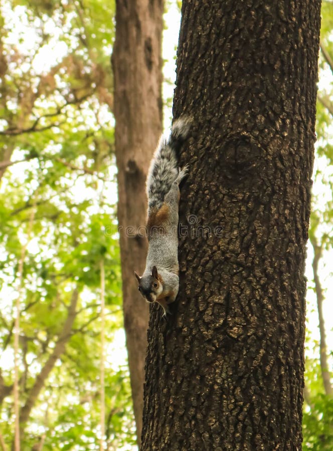 Friendly Squirrel stock image. Image of green, suirrel - 228605385