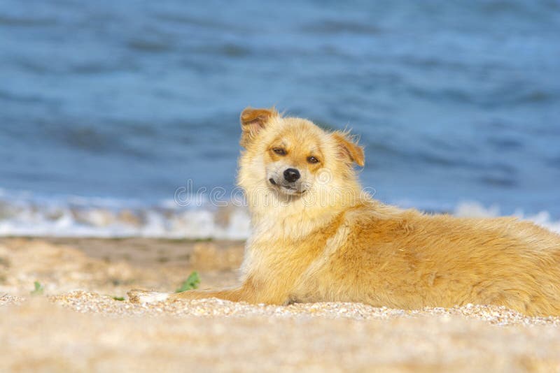 Friendly Stray Dog Lie on the Beach Stock Photo - Image of loneliness ...