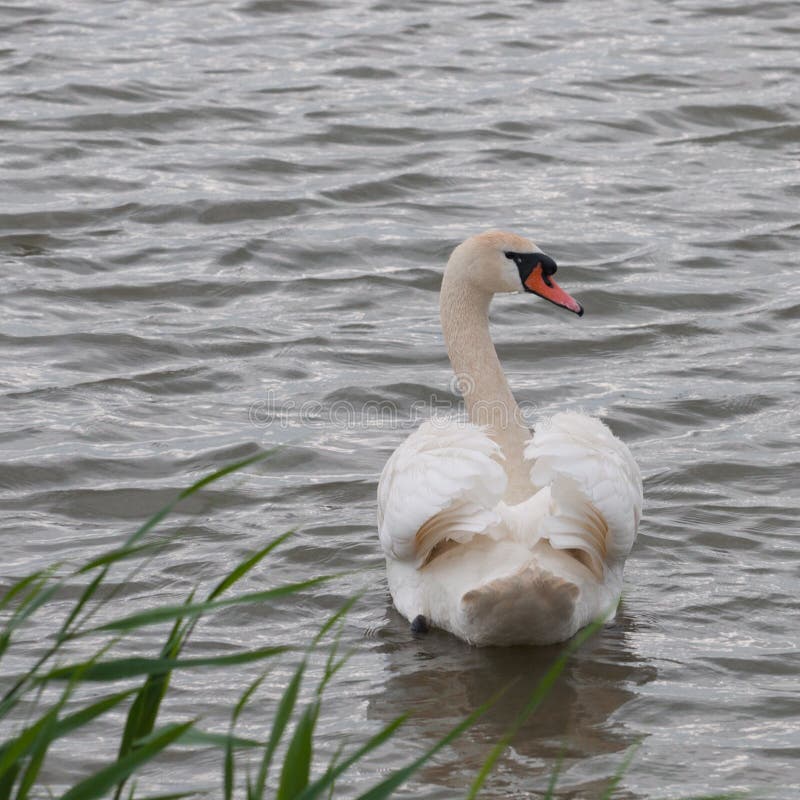 Friendly Swan stock image. Image of close, friendly - 100277511