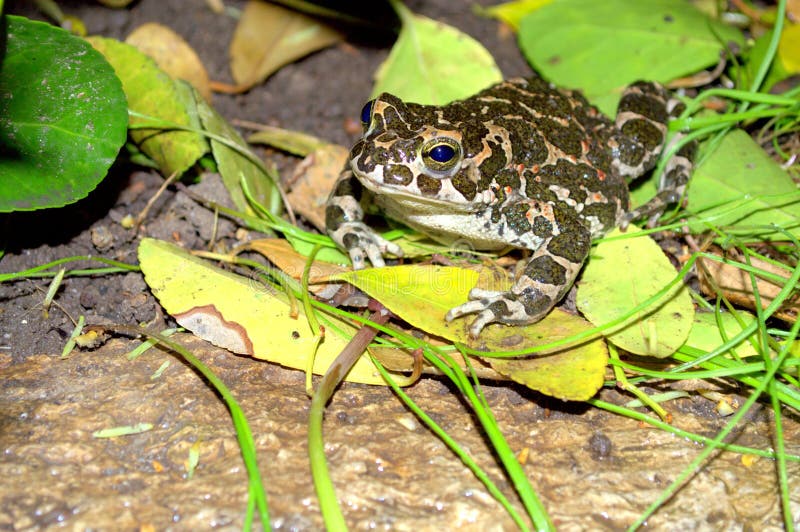 Friendly Toad Among The Leaves Stock Image - Image of glossy, bulging ...