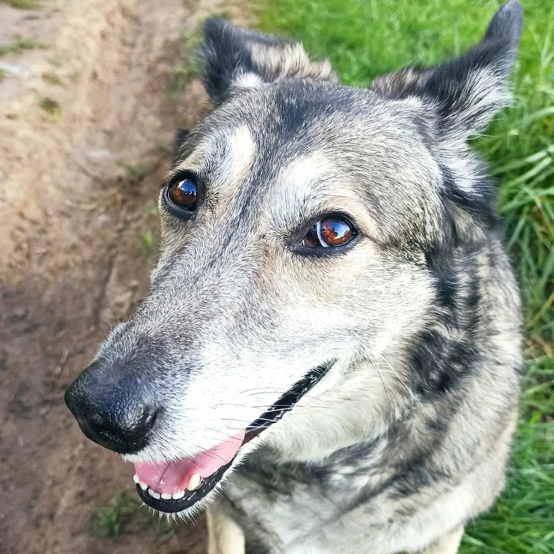 Friendly and Trusting Look of a Dog Stock Photo - Image of sunlight ...