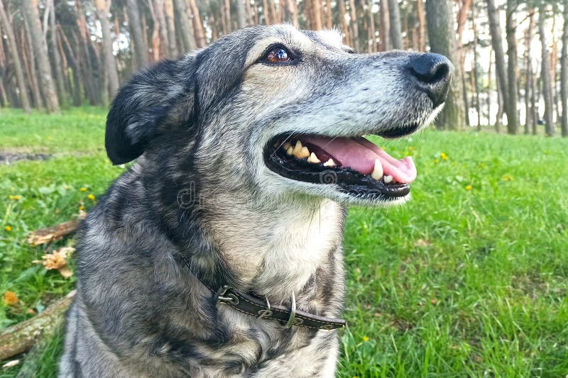 Friendly and Trusting Look of a Dog Stock Image - Image of mouth ...