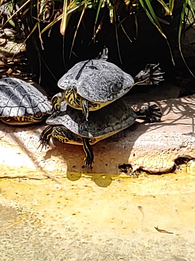 Friendly cat and turtle stock image. Image of friends, cute - 25273