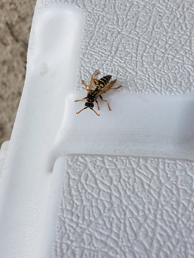 Friendly wasp stock photo. Image of wasp, friendly, nature - 150058206