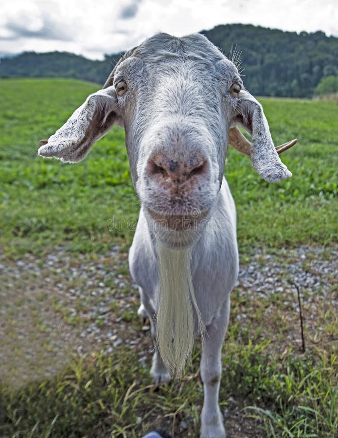 A Friendly White Bearded Goat Looks into the Camera. Stock Image ...