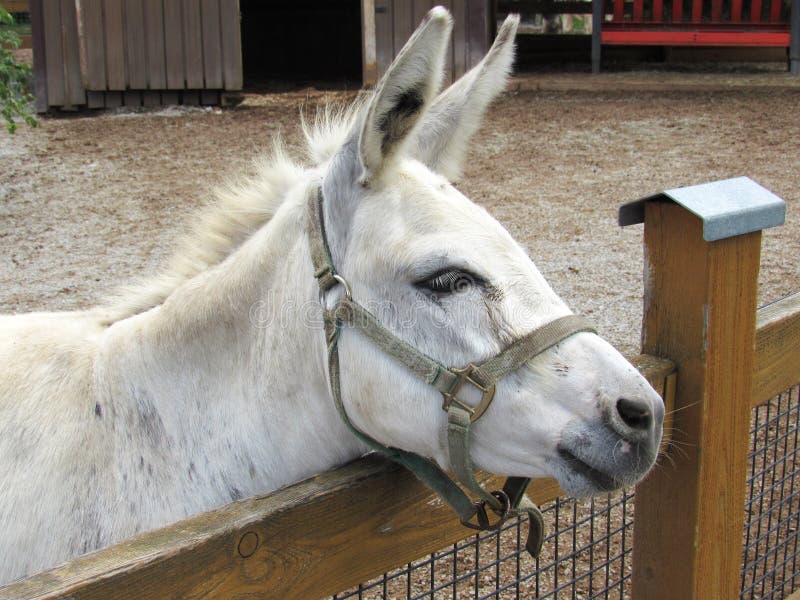 White donkey stock photo. Image of foal, animal, equestrianism - 255827084