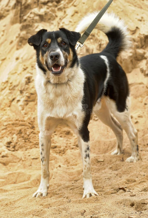 Friendly White and Red Mixed Breed Dog Stock Photo - Image of friend ...