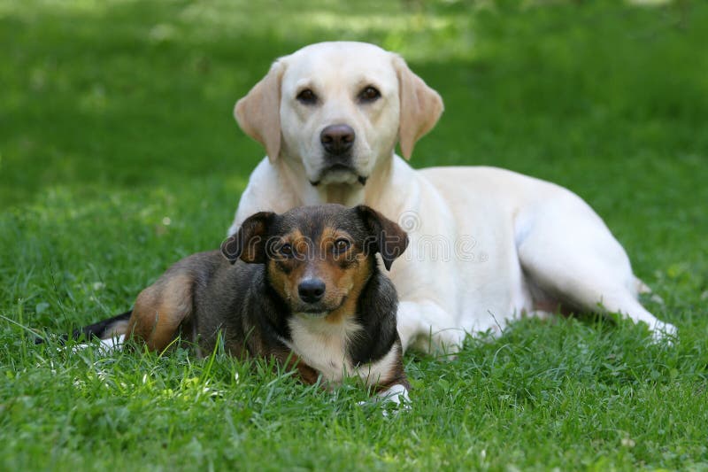 Labrador and sunshine stock image. Image of loving, hunt - 92723