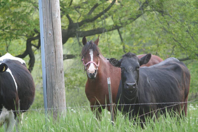 Cattle cows stock image. Image of pasture, fuzzy, nature - 20190241