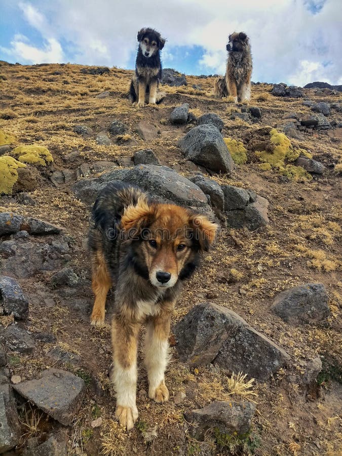 Friends stock image. Image of domestic, animal, friends - 98696739