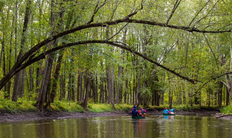 Friends Canoeing through Dense Forest Stock Image - Image of northeast ...