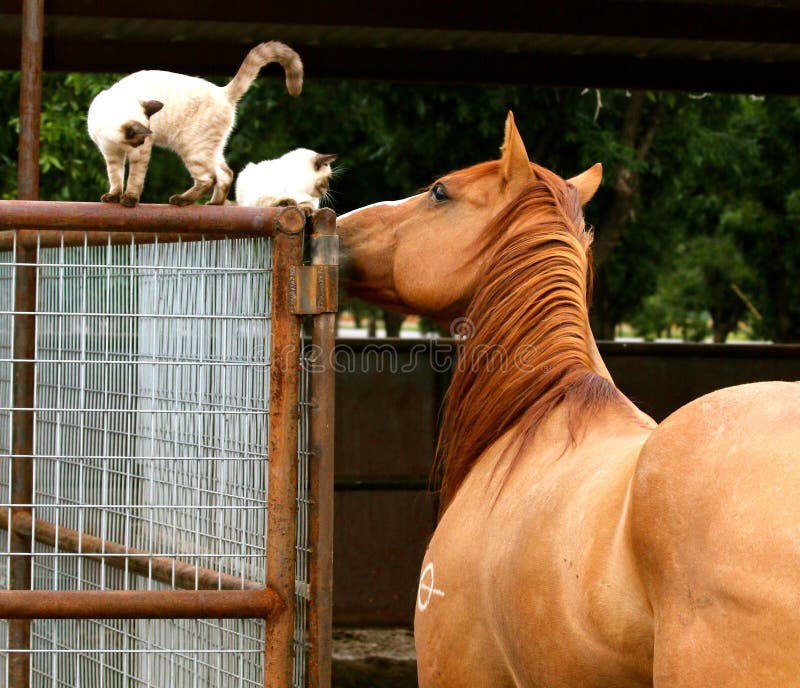 Siamese Cat Horse Stock Photos - Free & Royalty-Free Stock Photos from Dreamstime