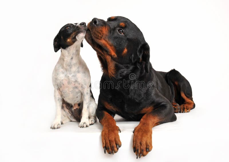 Friends dogs stock image. Image of jack, mammal, little - 12218573