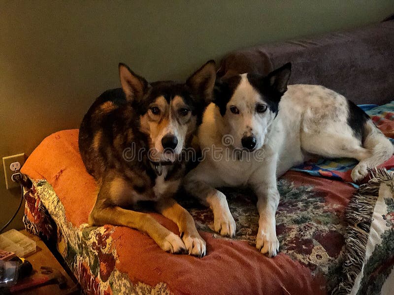 Two Dogs Hanging Out on the Couch Stock Image - Image of couch, friends ...