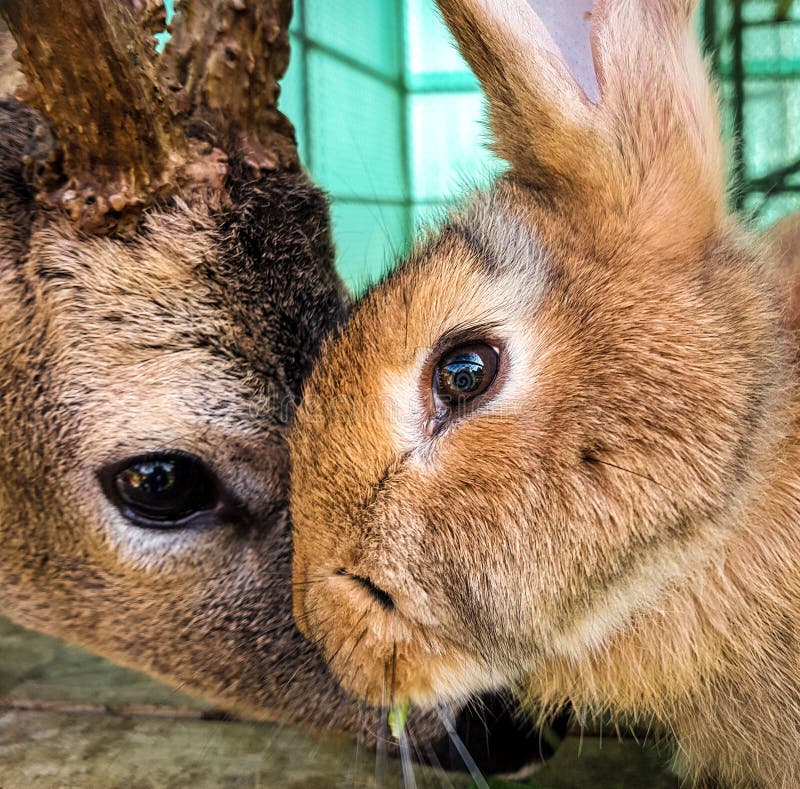 Friends stock photo. Image of unique, rabbit, friends - 96425696