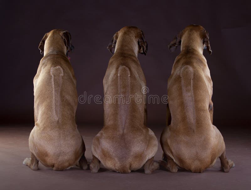 Rhodesian ridgeback dog stock image. Image of rhodesian - 84868905