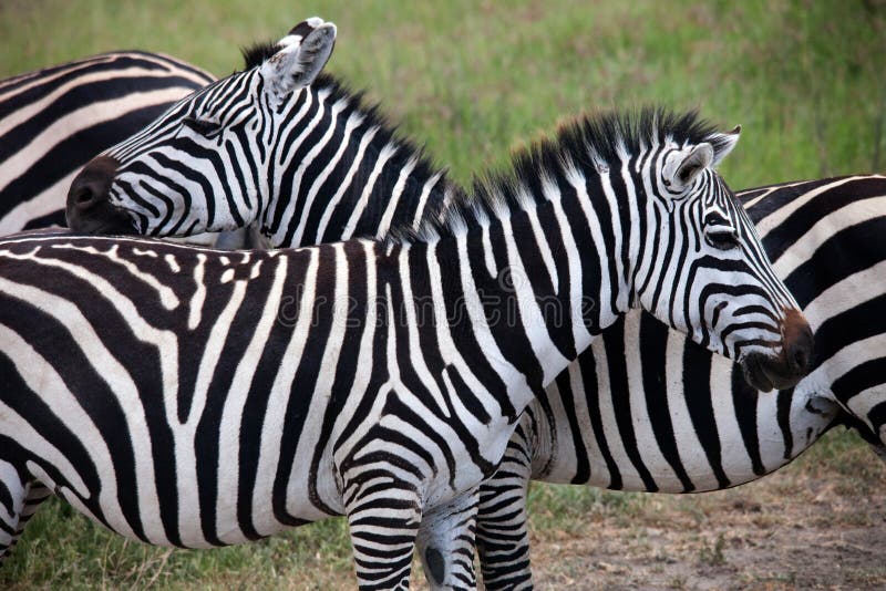 Friends of zebra stock image. Image of africa, stripe - 22612213