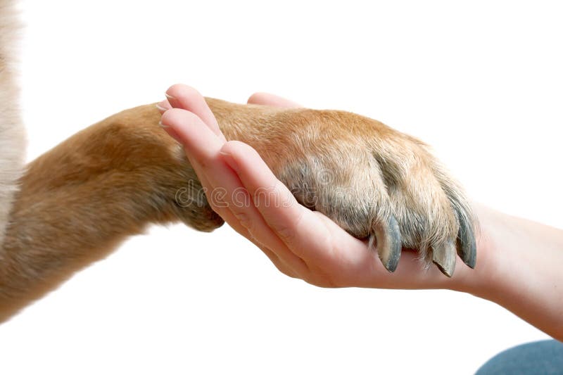 Paw vs hand stock photo. Image of friends, friendship - 15488350