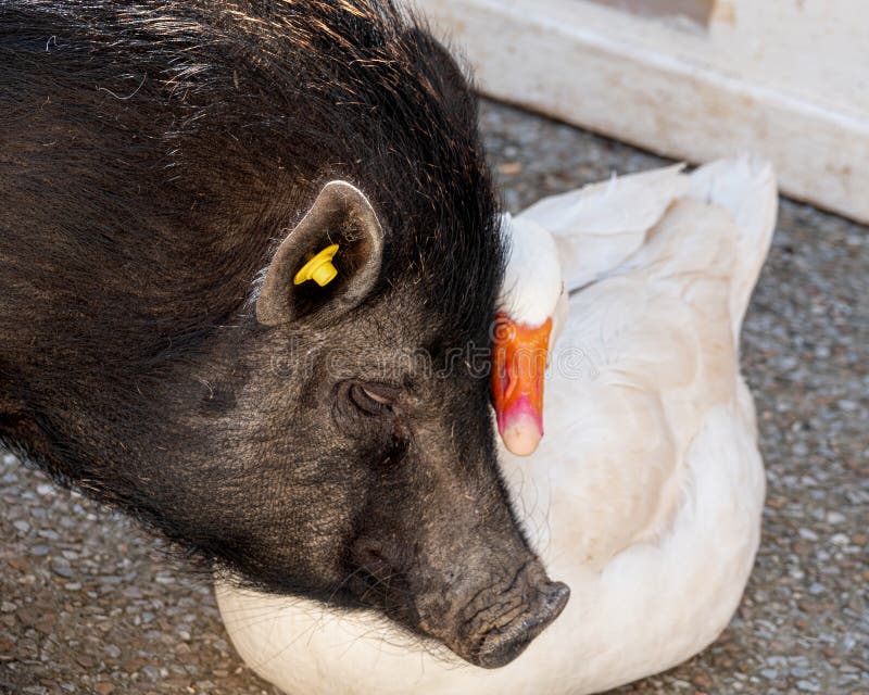 Pig and goose stock photo. Image of animal, goose, domestic - 245676650