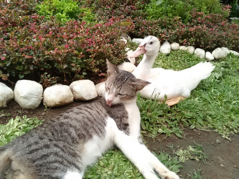 Friendship between a Cat and a Duck Stock Image - Image of bird, garden ...