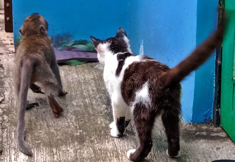 Friendship between Cat and Monkey Looks Compact Stock Image - Image of ...