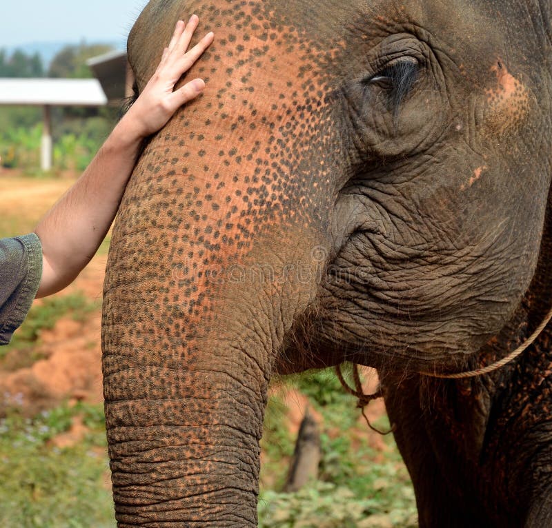 Friendship between Elephant and Man Stock Image - Image of contact ...
