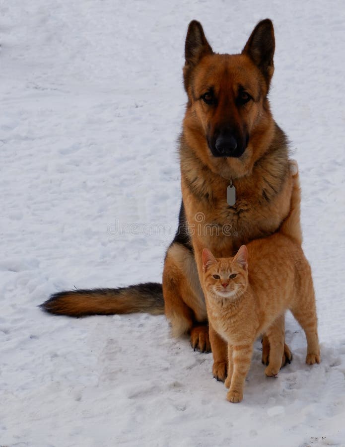 Friendship of a German Shepherd and a Ginger Kitten Stock Image - Image ...