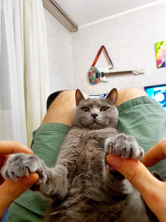 Friendship between Human and Cat. Paws are on the Hand Stock Image ...