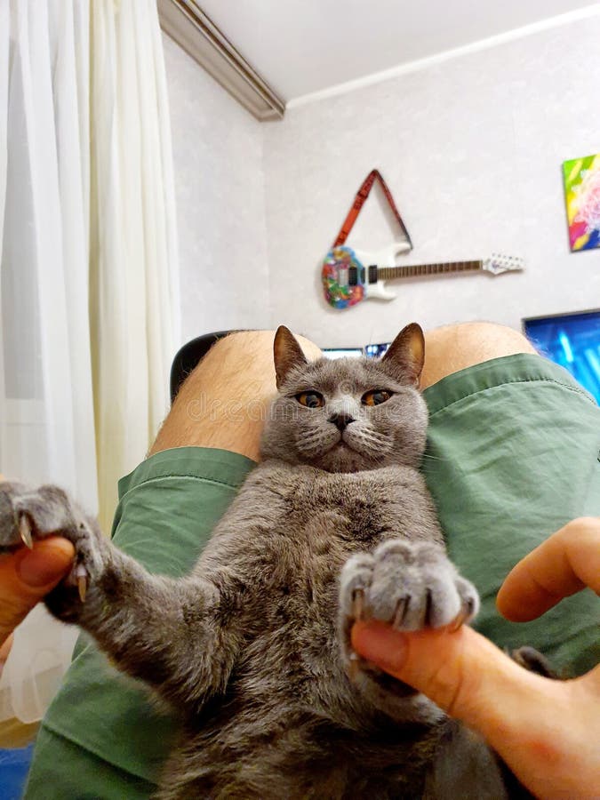 Friendship between Human and Cat. Paws are on the Hand Stock Photo ...