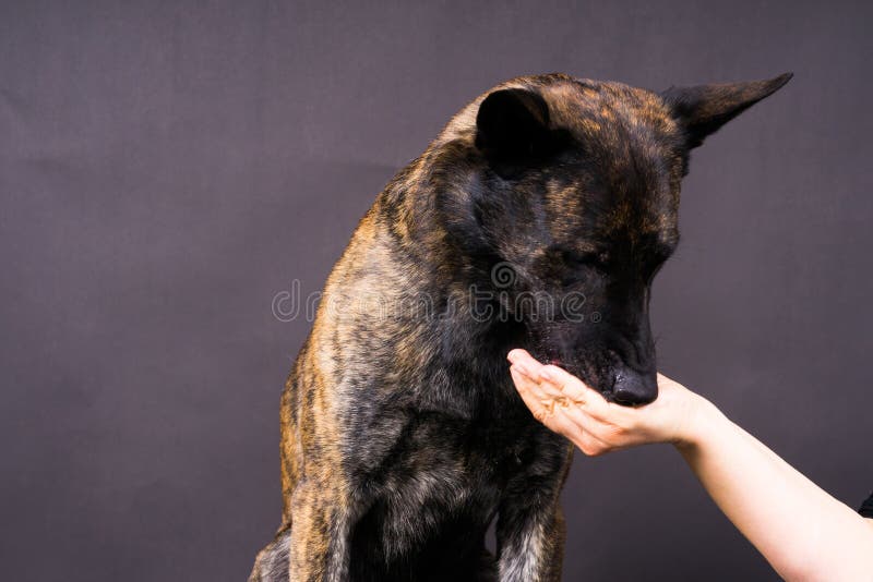 Friendship between Human and Dog, Feeding and Taking Paw in Hand Stock ...