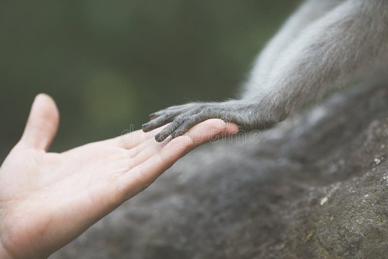 Friendship stock image. Image of friendship, bali, nature - 49070783