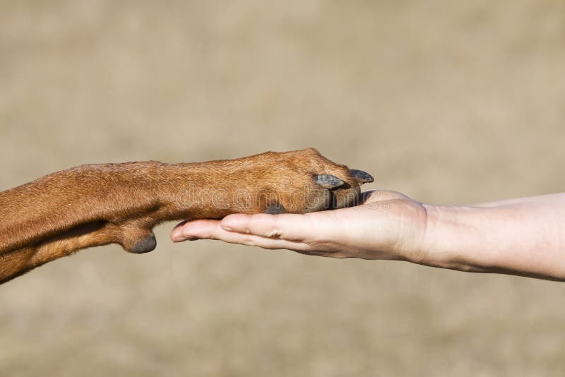 Friendship Human vs Dog stock image. Image of affection - 12351525