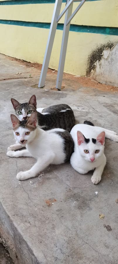 Friendship of three cats stock photo. Image of black - 262074332