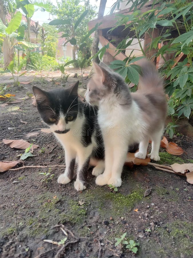 Friendship stock image. Image of animal, mammal, grass - 356588427