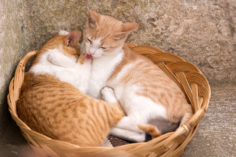 28+ Friendship two cats Free Stock Photos - StockFreeImages