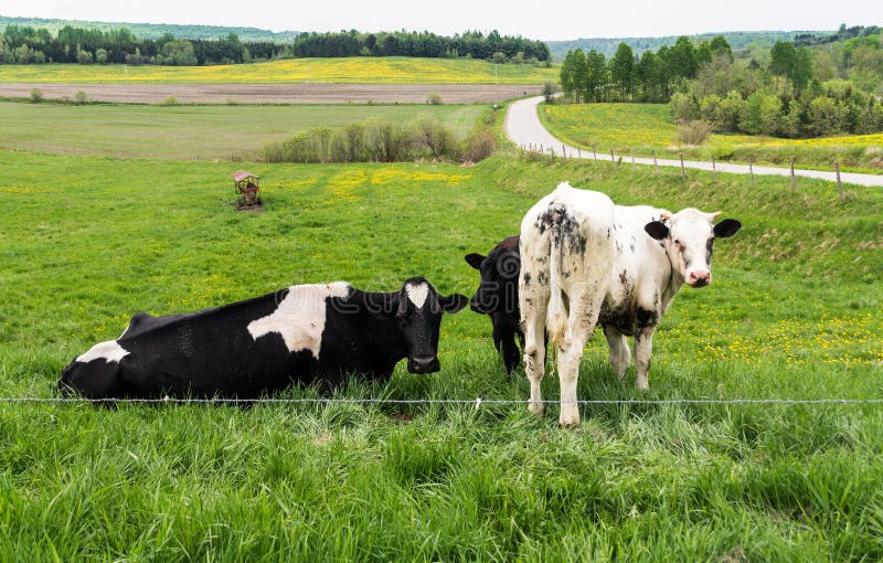 Friese Runderen Cattles in Het Weiland Stock Foto - Image of quebec ...
