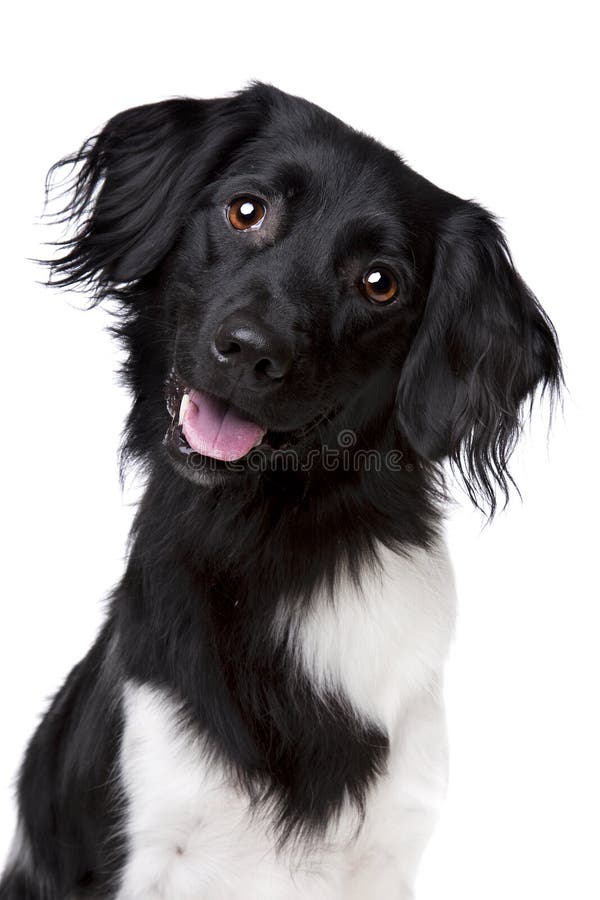 526 Friese Satbij Stock Photos - Free & Royalty-Free Stock Photos from ...