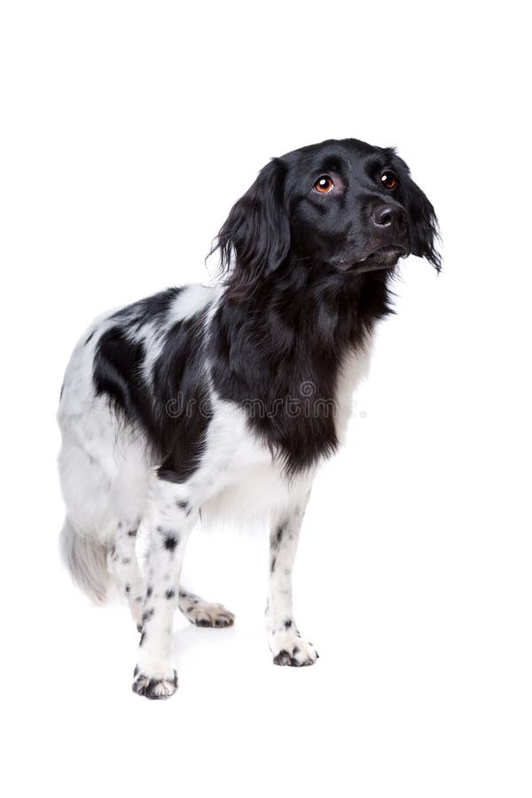 Friese Stabij, Frisian Pointer Stock Photo - Image of purebred, stabij ...