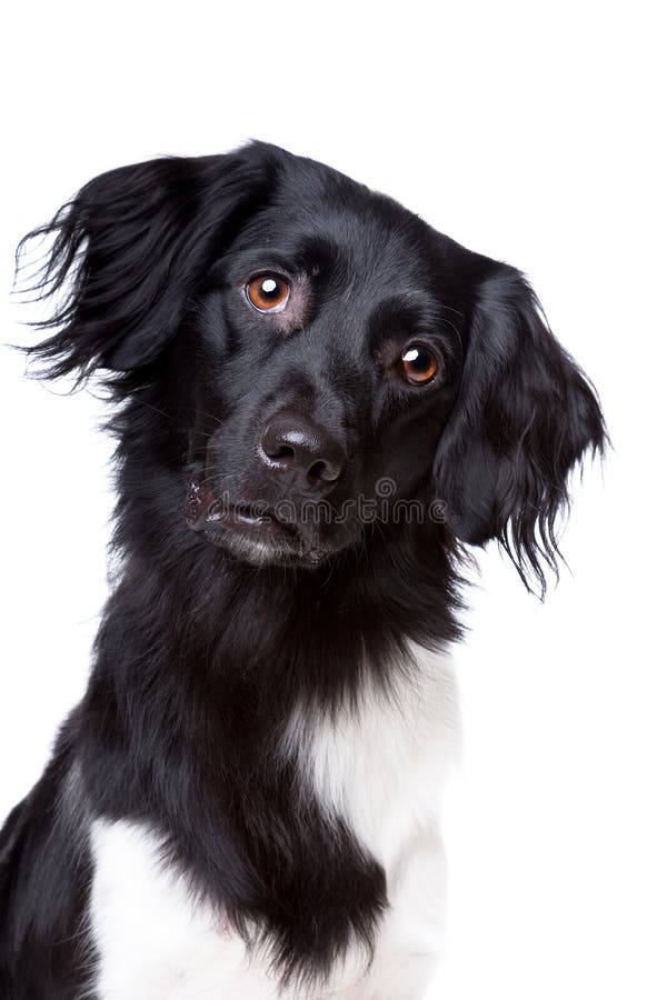 Friese Stabij, Frisianpekare Arkivfoto - Bild av jakt, hemhjälp: 84782494