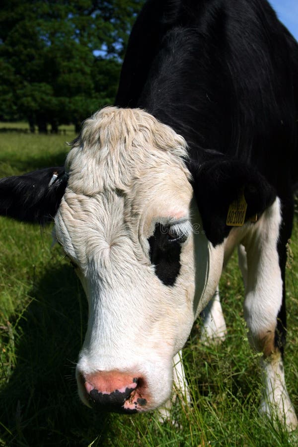 Friesian Cow stock image. Image of milk, freisian, grass - 876933