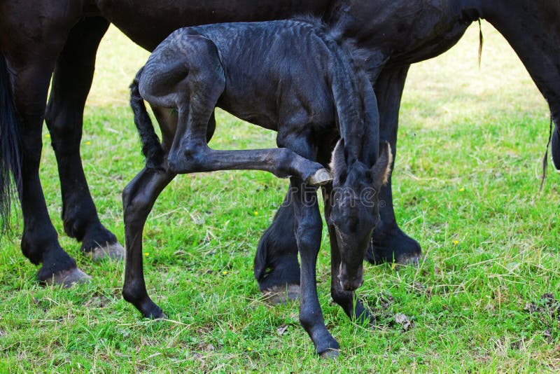 Friesian Foal Scratching Itself Stock Photo - Image of family, young ...