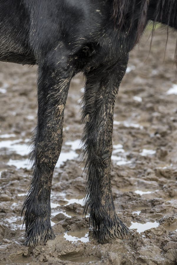 Friesian horse in the mud stock photo. Image of friesian - 36510304