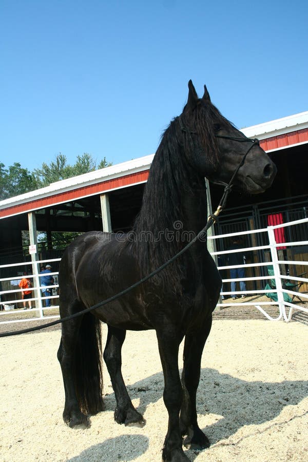 Friesian Sport horse 2 stock image. Image of horse, black - 6740893