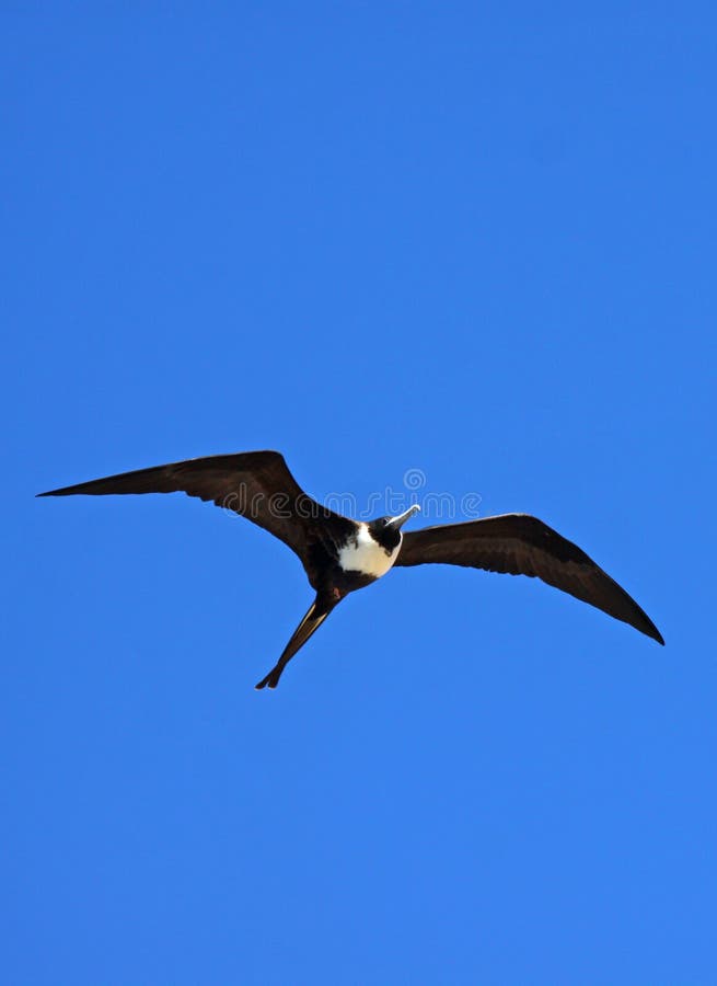 Frigate Bird stock photo. Image of biology, charles, birds - 16878754
