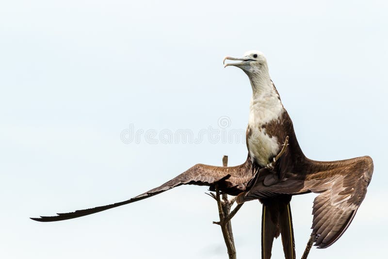 Frigate Bird Drying Her Feathers Stock Image - Image of feathers ...