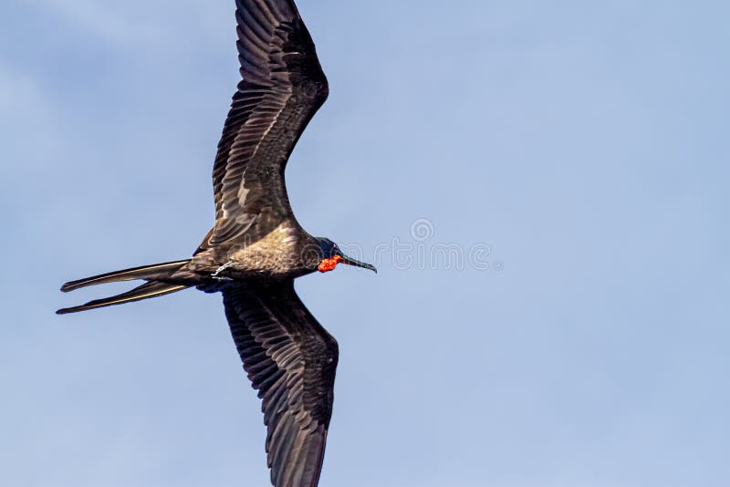 Frigate Bird in Flight stock image. Image of ecuador - 247901497